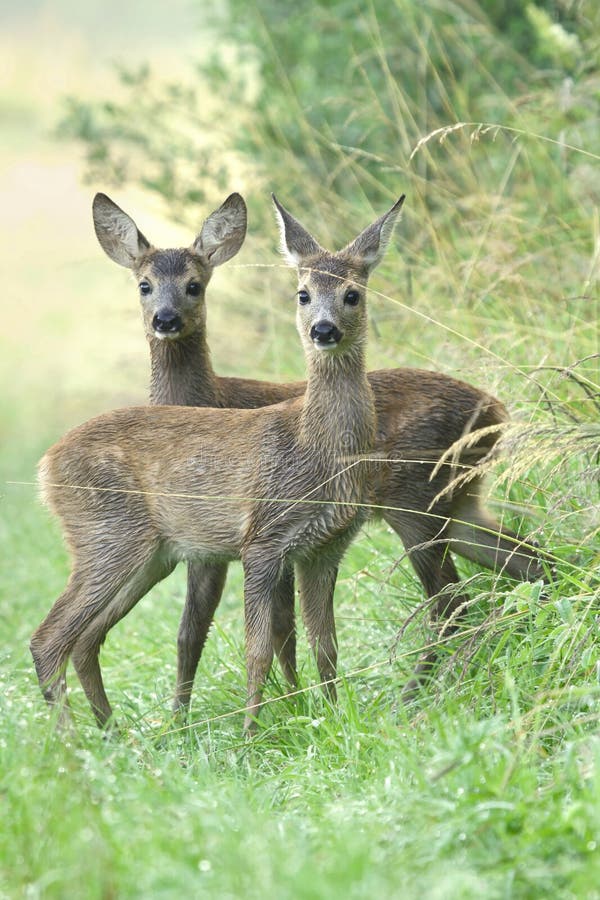 Baby Roe Deer Stock Images - Download 1,649 Royalty Free Photos