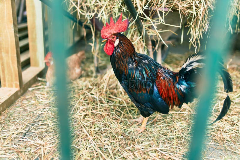 Adorable Rooster at the Farm Stock Image - Image of farm, land: 212207981
