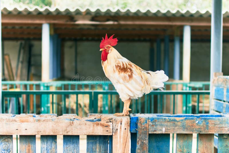 Adorable Rooster at the Farm Stock Image - Image of ranch, agriculture ...