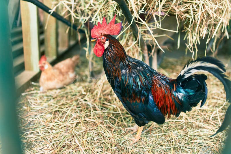 Adorable Rooster at the Farm Stock Photo - Image of crop, farming ...
