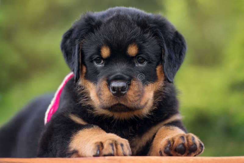 Adorable Rottweiler Puppy Lying Down Stock Image - Image of cute ...