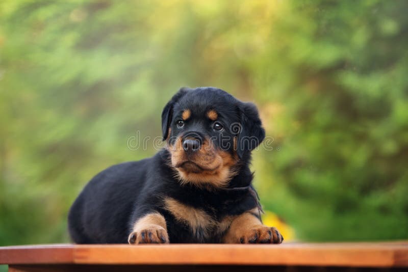 Adorable Rottweiler Puppy Lying Down Stock Image - Image of portrait ...