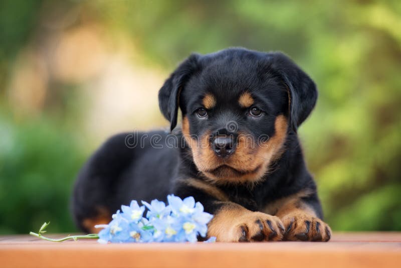 Adorable Rottweiler Puppy Outdoors Stock Image - Image of nature, small ...