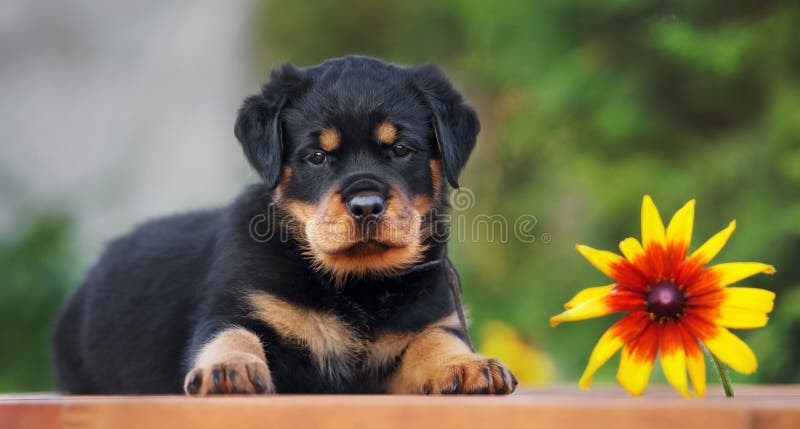 Adorable Rottweiler Puppy Outdoors Stock Image - Image of animal ...