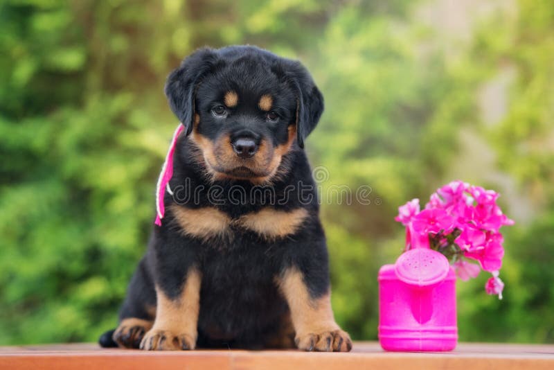 Adorable Rottweiler Puppy Outdoors Stock Image - Image of summer ...