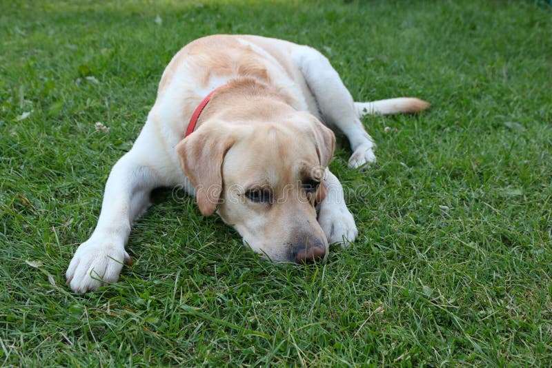 Adorable Sad Golden Labrador Retriever Lying Grass Selective Focus ...