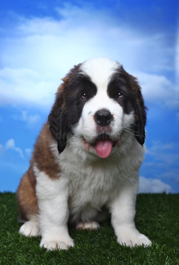 Adorable Saint Bernard Pups Stock Image - Image of cute, pedigree: 25265097