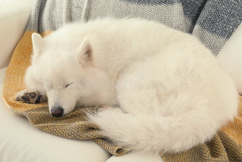 Samoyed breed dog sleeping stock image. Image of outdoor - 52832381