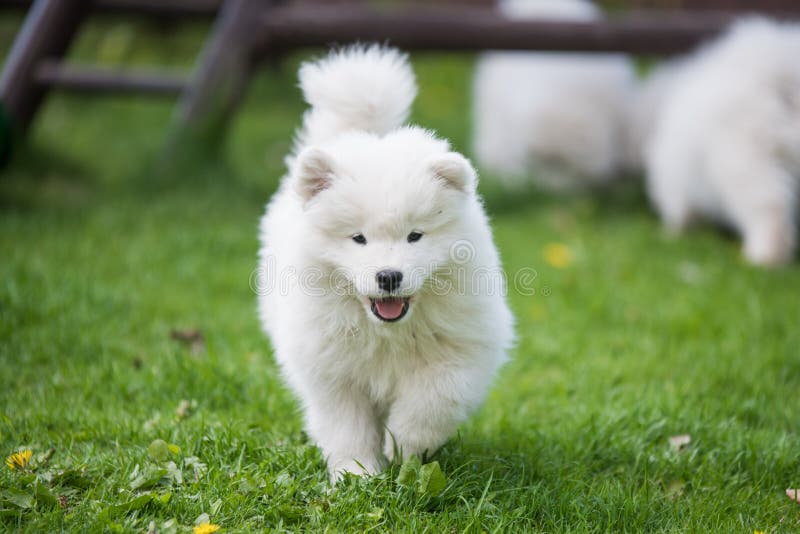 Adorable Samoyed Puppy Running on the Lawn Stock Photo - Image of small ...