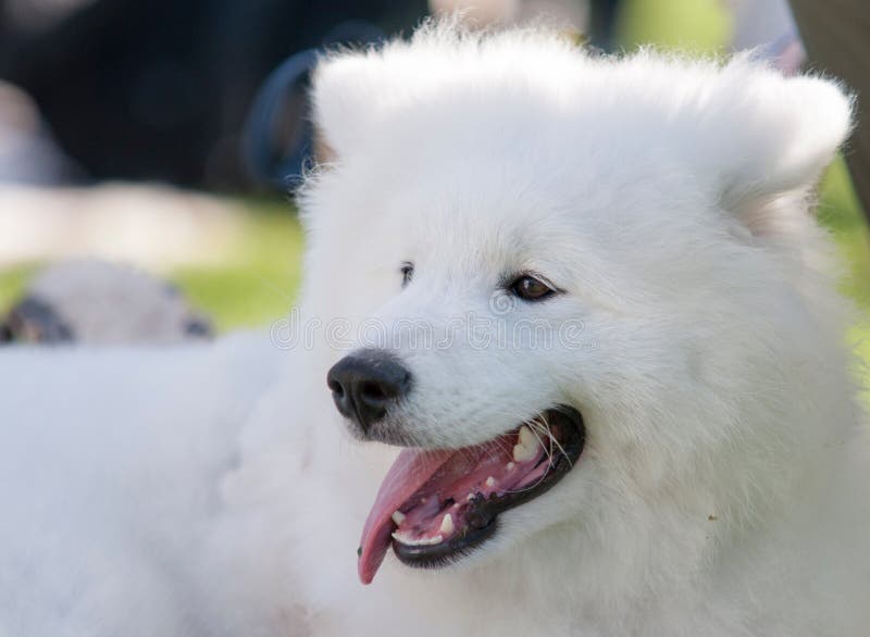 Adorable samoyed puppy stock photo. Image of moving, hair - 34088188