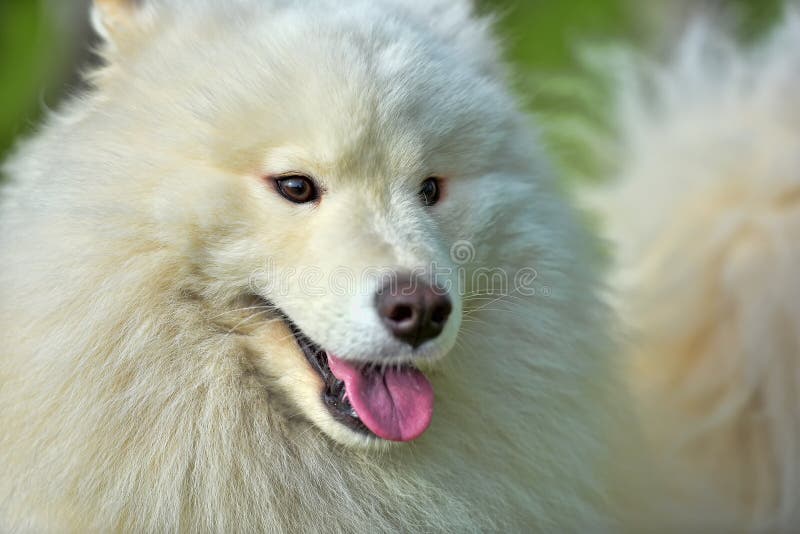 Adorable samoyed stock image. Image of attractive, autumn - 94005069