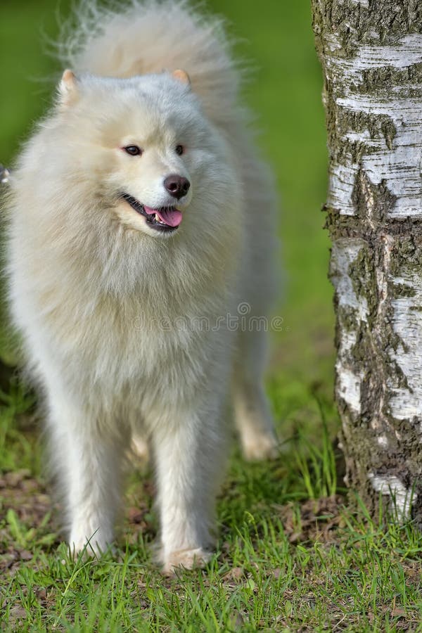 Adorable samoyed stock photo. Image of meadow, happy - 94005188
