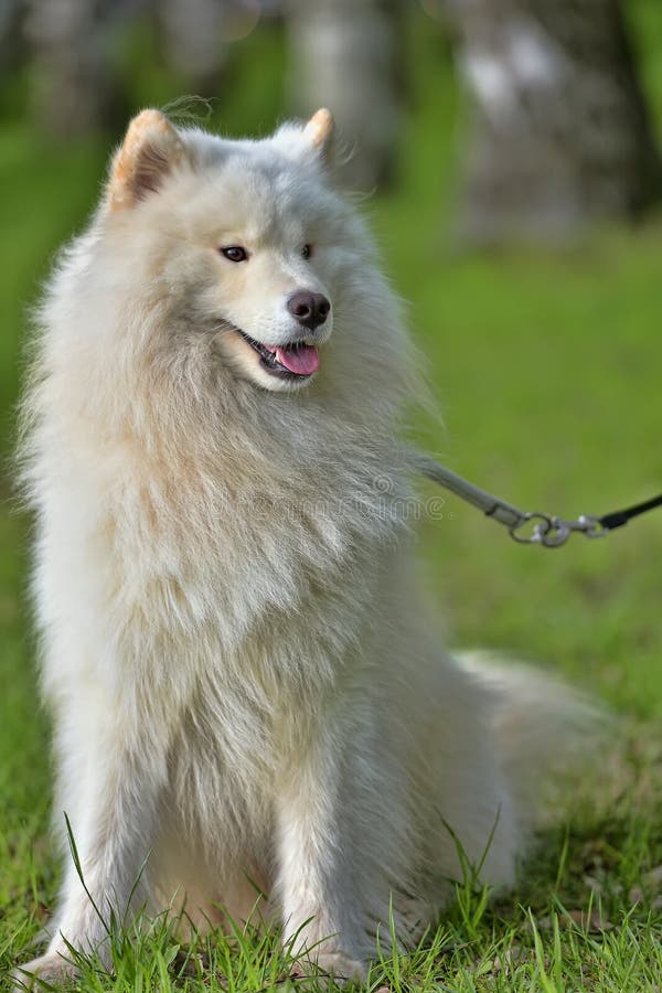 Adorable samoyed stock image. Image of closeup, nature - 94004949
