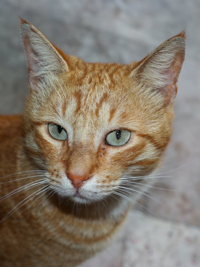 Adorable Sarman cat stock image. Image of adorable, sweet - 166943383