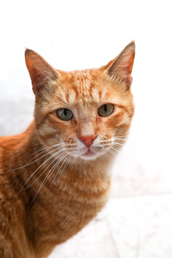 Adorable Sarman cat stock image. Image of background - 166943057