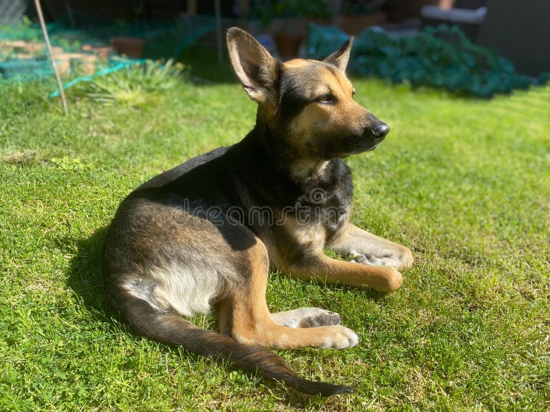 Adorable Serious Dog Relaxed on Green Grass, Outdoors Sunbathing. Stock ...