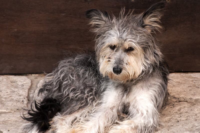 Adorable shaggy dog stock photo. Image of young, domestic - 45451492