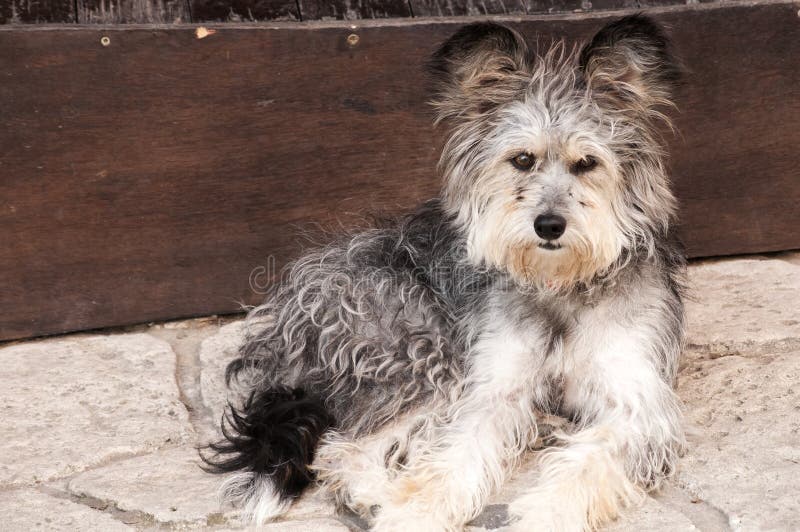 Adorable shaggy dog stock photo. Image of haired, sweet - 45451516