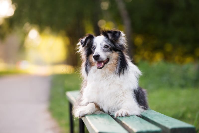 Adorable Sheltie Dog Outdoors in Summer Stock Photo - Image of cute ...
