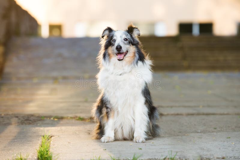 Adorable Sheltie Dog Outdoors in Summer Stock Photo - Image of fluffy ...