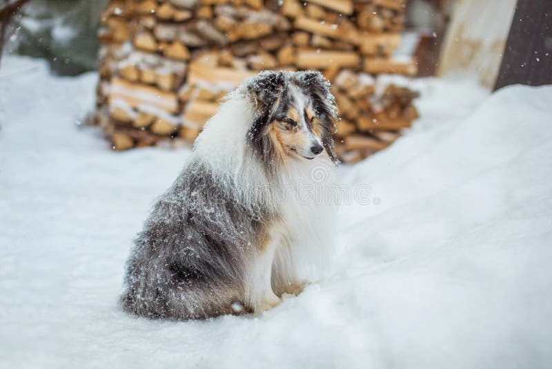 129 Grey Sheltie Stock Photos - Free & Royalty-Free Stock Photos from ...