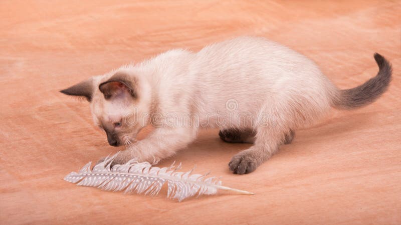 Adorable Siamese Kitten Playing Stock Photo - Image of dark, chocolate ...