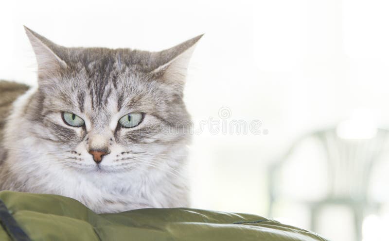 Adorable Silver Cat of Siberian Breed in the House Stock Image - Image ...