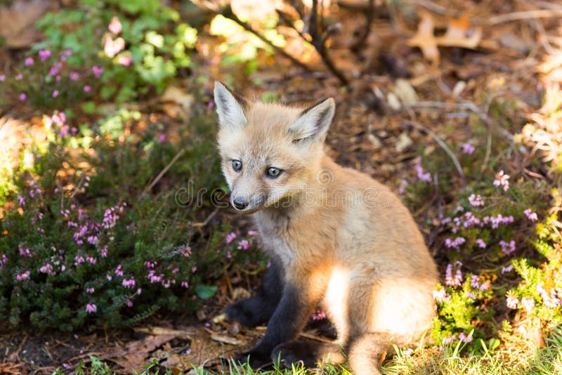 Adorable Six-week Old Red Fox Cub with Grey-blue Eyes Sitting in ...