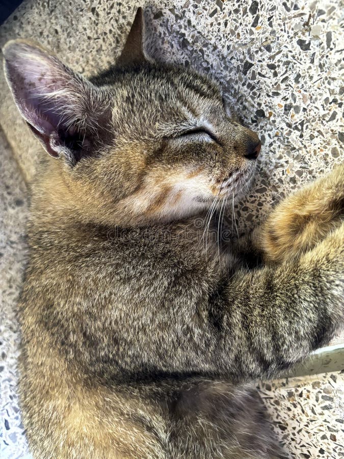 Adorable Sleeping Kitten Curled Up Peacefully on a Soft Surface Stock ...
