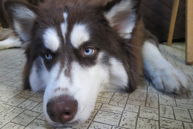 Adorable, Sleepy Siberian Husky Stock Image - Image of siberian ...