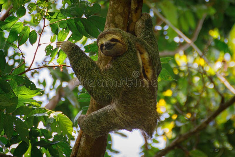 Adorable Sloth Climbing Up a Tree in the Zoo Stock Image - Image of ...