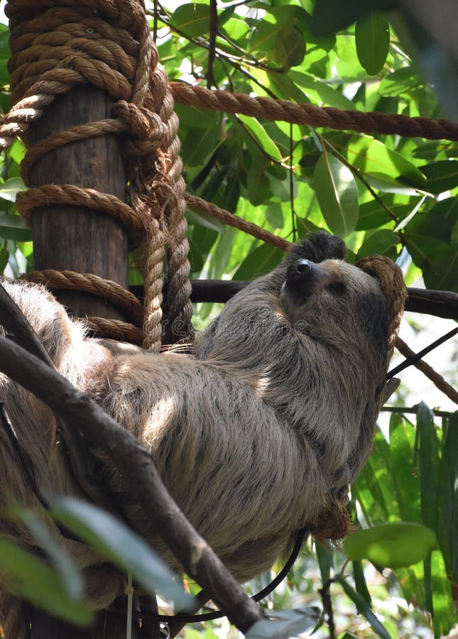 Adorable Sloth Curled Up in a Tree Stock Photo - Image of green ...