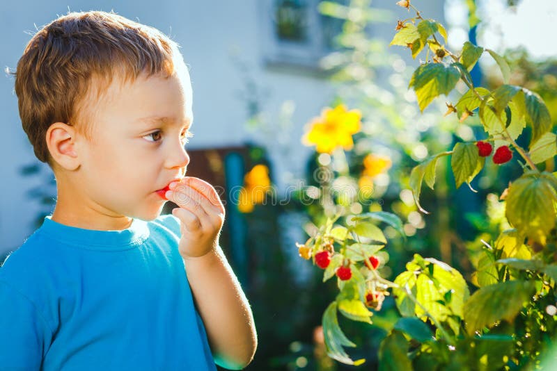 Adorable Small Boy Eats Raspberries Stock Photo - Image of fruit ...