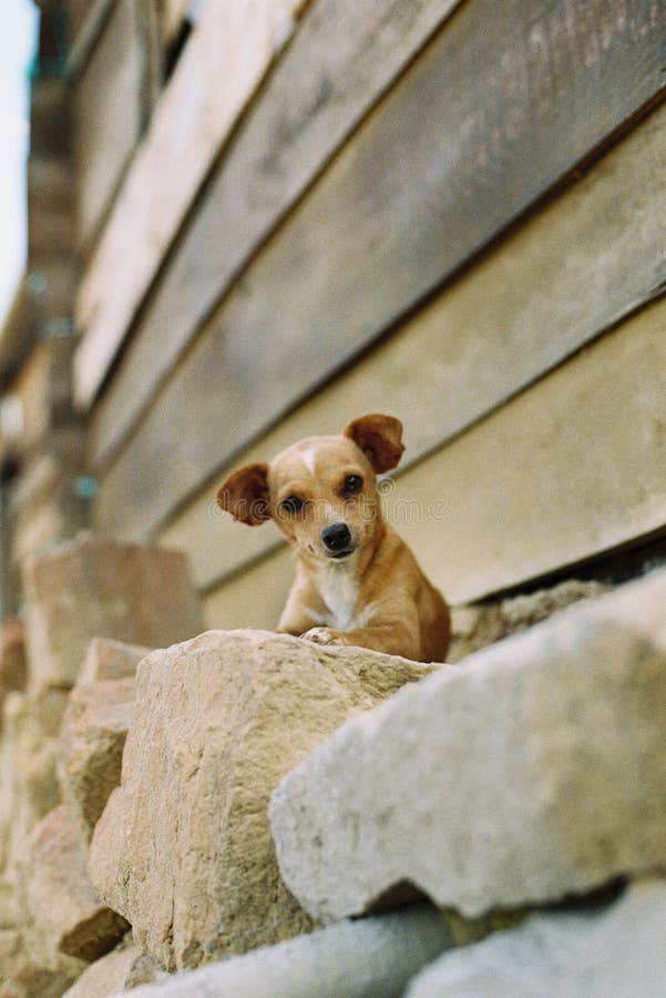 Adorable Small Brown Stray Dog Sitting on the Rocks Stock Photo - Image ...