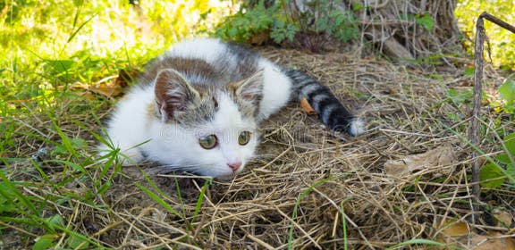 Adorable small cat playing stock image. Image of kitten - 158828329