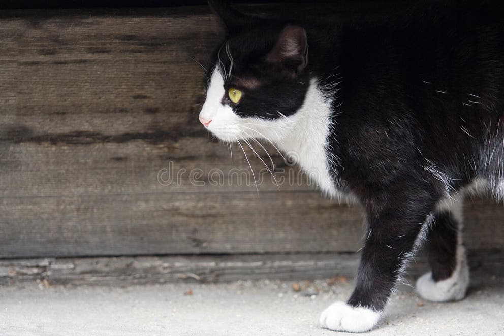 Adorable small cat walking stock image. Image of eyes - 7594011