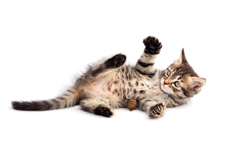 Adorable Small Cat on White Bottom Stock Image - Image of house, animal ...