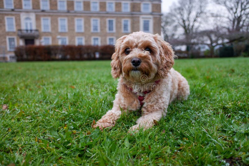 An Adorable Small Cavapoo Dog or Puppy Sitting in a Park Outdoors Stock ...