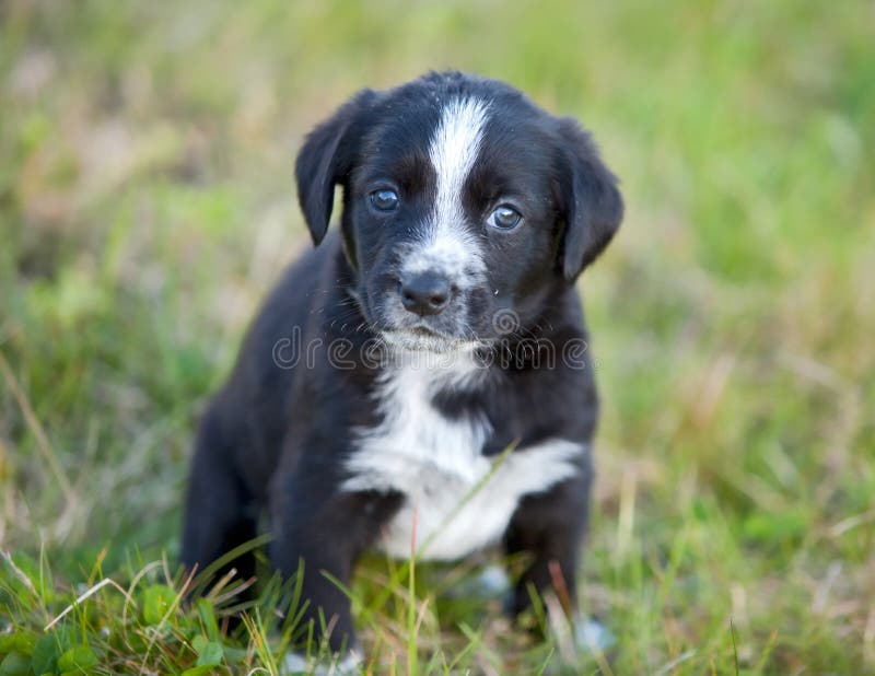 Adorable small dog stock image. Image of green, pedigree - 13935087