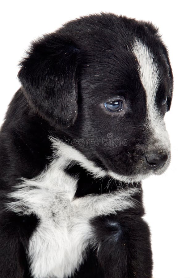 Pug dog stock photo. Image of wrinkled, stern, isolated - 3377984