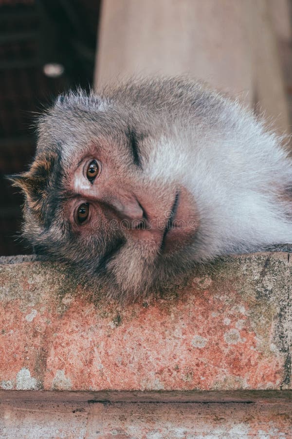 Adorable, Small Monkey in a Peaceful, Relaxed State in the Tropical ...