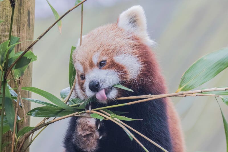 Adorable Small Red Panda Enjoying a Snack of Fresh Bamboo Stock Photo ...