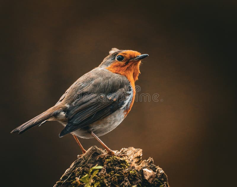 Adorable Small Robin Bird Resting on the Mossy Surface on the Blurry ...