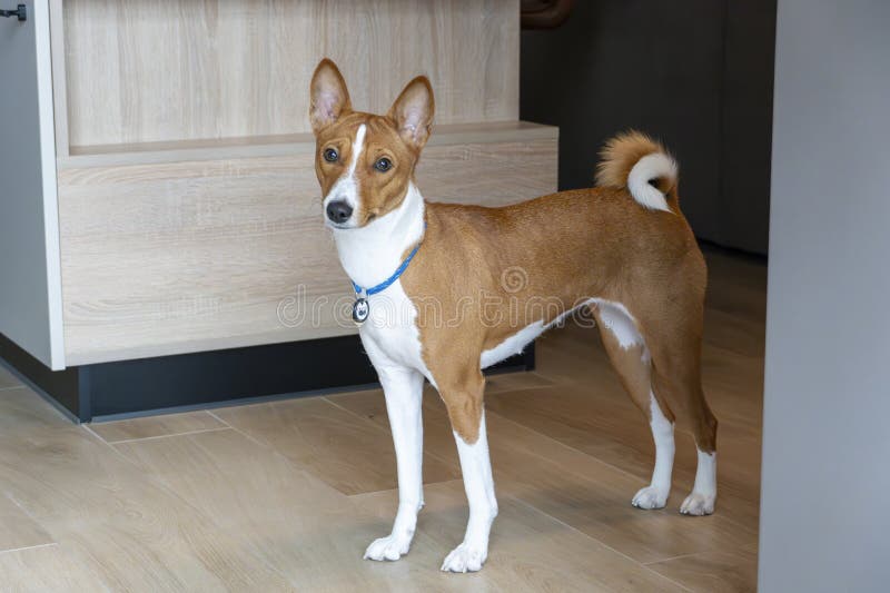 Smiling basenji dog stock photo. Image of cozy, adorable - 351817626
