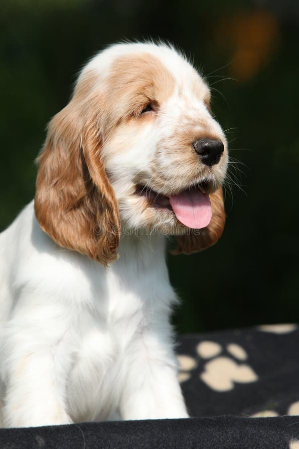 Adorable English Cocker Spaniel Puppy Stock Image - Image of lovely ...