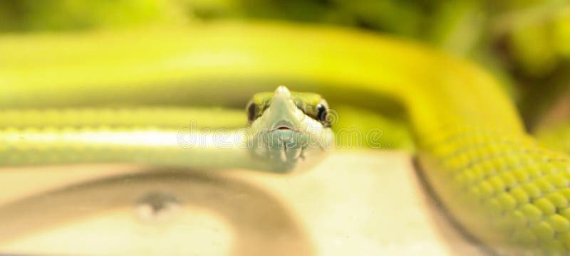 Adorable snake stock photo. Image of small, reptile, green - 85574172