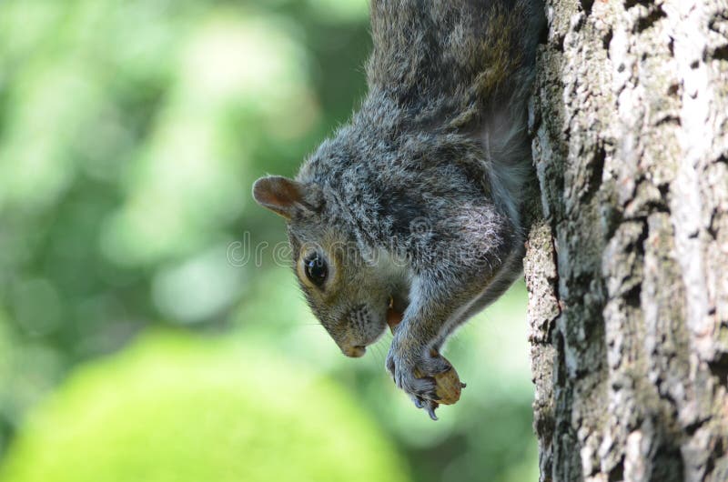 Adorable Squirrel Climbing Down a Tree Stock Image - Image of humor ...