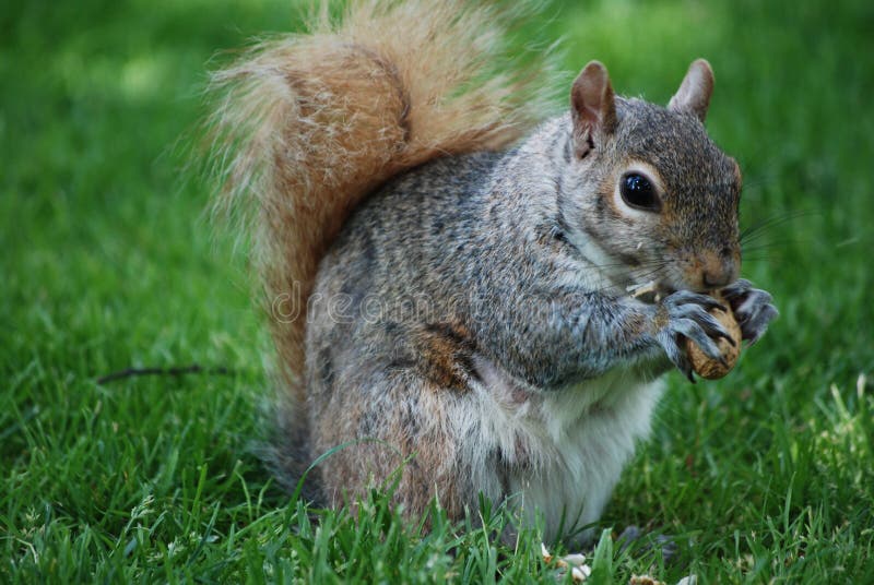 Adorable Squirrel Devouring a Nut Stock Photo - Image of snack, nature ...