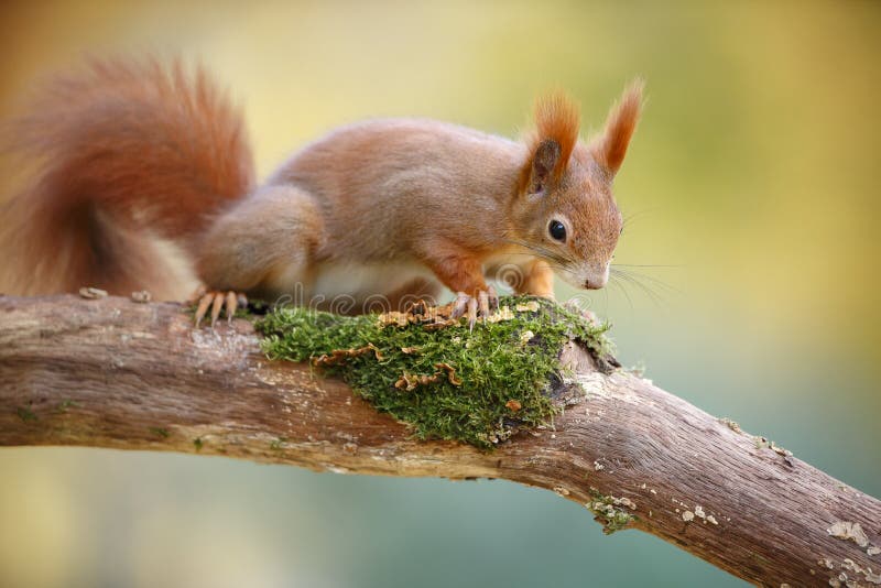 Adorable squirrel stock photo. Image of classic, mossy - 65434650
