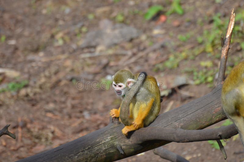 Adorable Squirrel Monkey on a Fallen Tree Stock Image - Image of baby ...